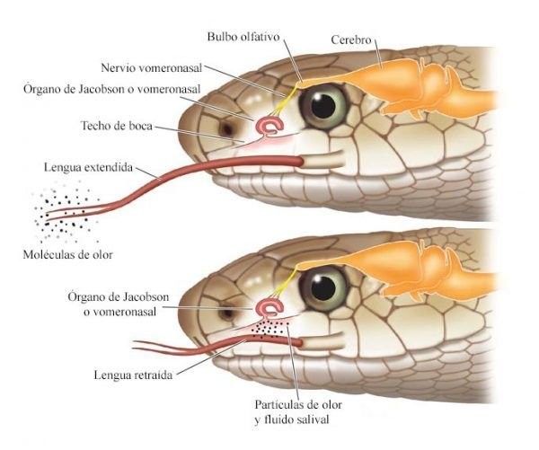 Órgano de Jacobson u Órgano Vomeronasal - Deserpientes