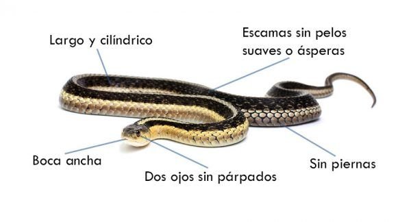 Anatomía de las serpientes: distribución y nombres de sus órganos ...