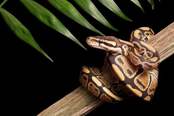 Pitón real o pitón bola (Python regius) - Deserpientes