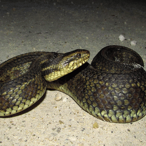 Serpientes de agua - Deserpientes