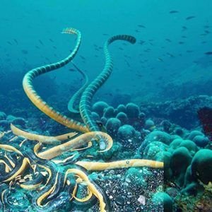 Serpientes marinas – Hydrophiinae - Deserpientes