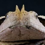 Víbora de Gabón (Bitis Gabonica) – Veneno, Hábitat, Alimentación y Más ...