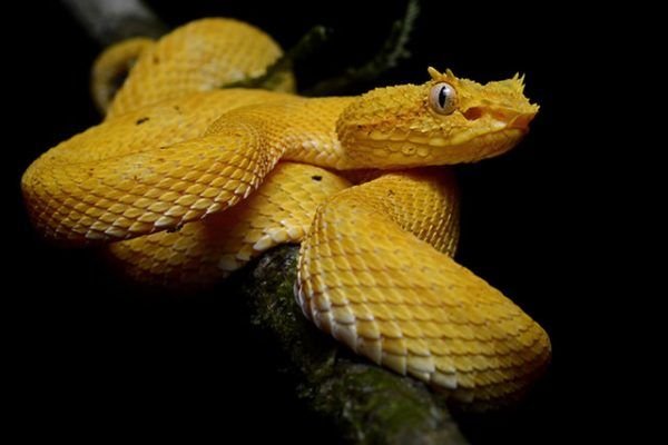 Víbora de pestañas o Bocaraca – (Bothriechis schlegelii) - Deserpientes