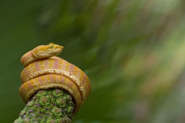 Víbora de pestañas o Bocaraca – (Bothriechis schlegelii) - Deserpientes