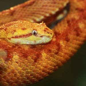 Víbora de pestañas o Bocaraca – (Bothriechis schlegelii) - Deserpientes