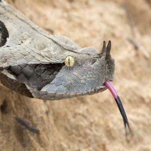 Víbora de Gabón (Bitis Gabonica) – Veneno, Hábitat, Alimentación y Más ...