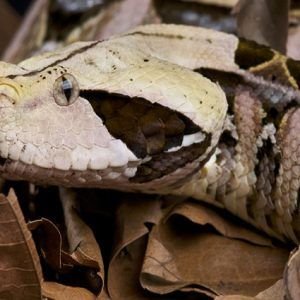 Víbora de Gabón (Bitis Gabonica) – Veneno, Hábitat, Alimentación y Más ...