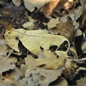 Víbora de Gabón (Bitis Gabonica) – Veneno, Hábitat, Alimentación y Más ...