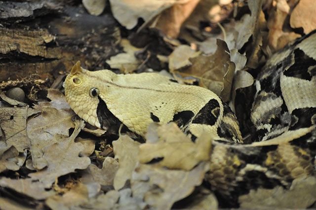 Víbora de Gabón (Bitis Gabonica) – Veneno, Hábitat, Alimentación y Más ...
