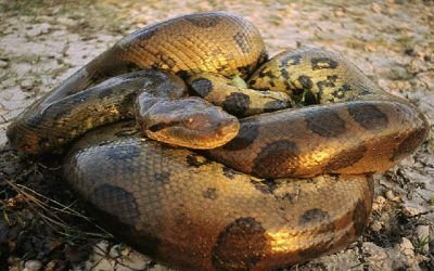 Anaconda (Eunectes): serpiente constrictora - tipos, hábitat y dieta Anaconda (Eunectes): serpiente constrictora - tipos, hábitat y dieta