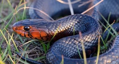 Culebra (Colubridae) - Deserpientes