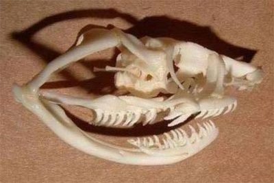 Dientes de serpiente - Deserpientes