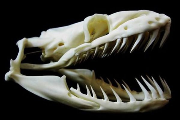 Dientes de serpiente - Deserpientes