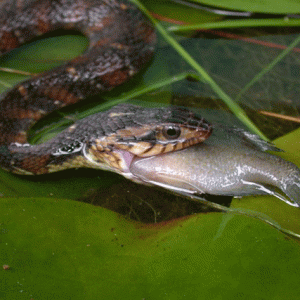 Serpientes de agua - Deserpientes