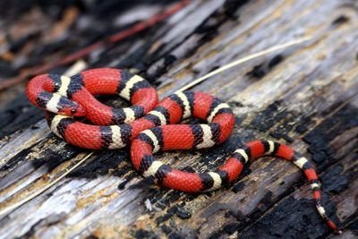 Serpientes rey – Lampropeltis - Deserpientes