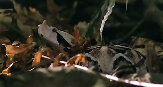 Víbora del Gabón (Bittis gabonica) - Deserpientes