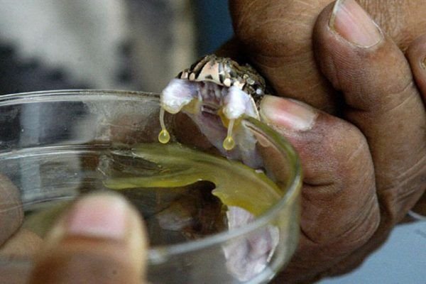 Cómo funciona el veneno de serpiente y tipos de veneno - Deserpientes