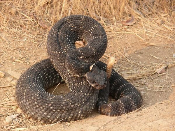 Viperidae - Deserpientes